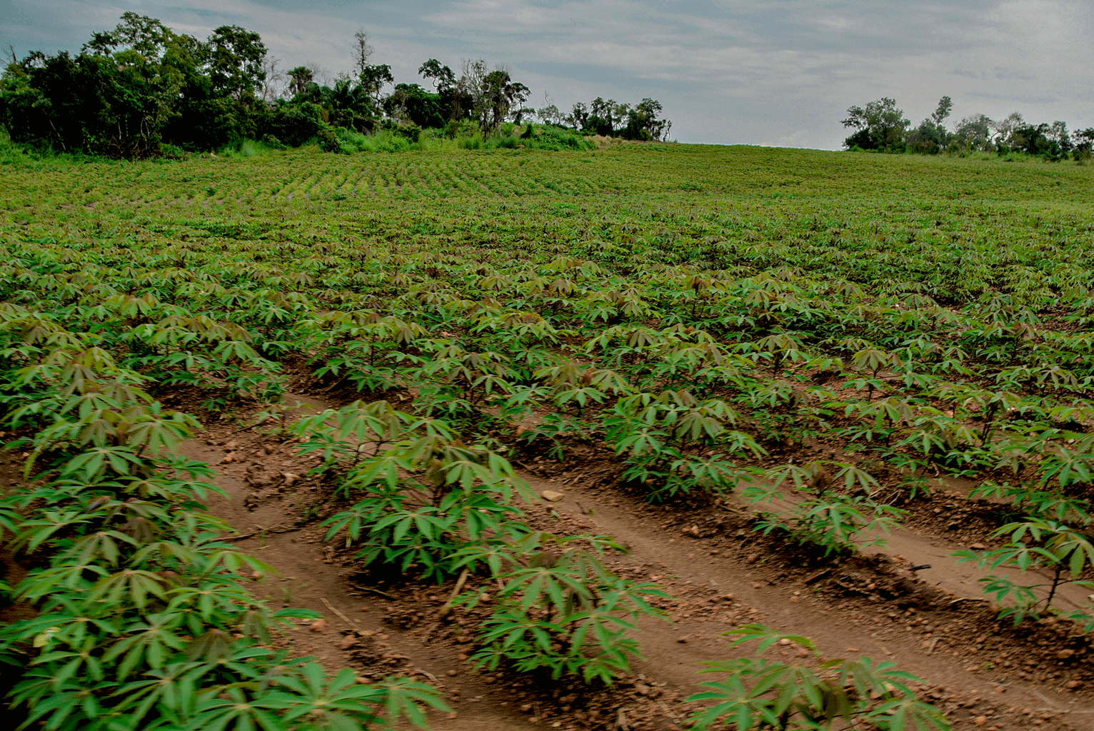Sights From the Leadership Tour of Agbeyewa Farms Upon Completion of ...