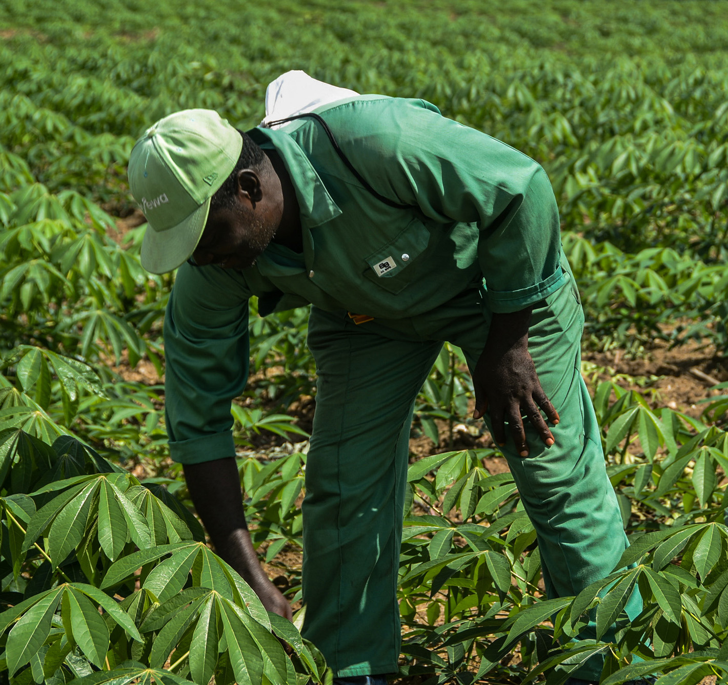 About - Agbeyewa Farms
